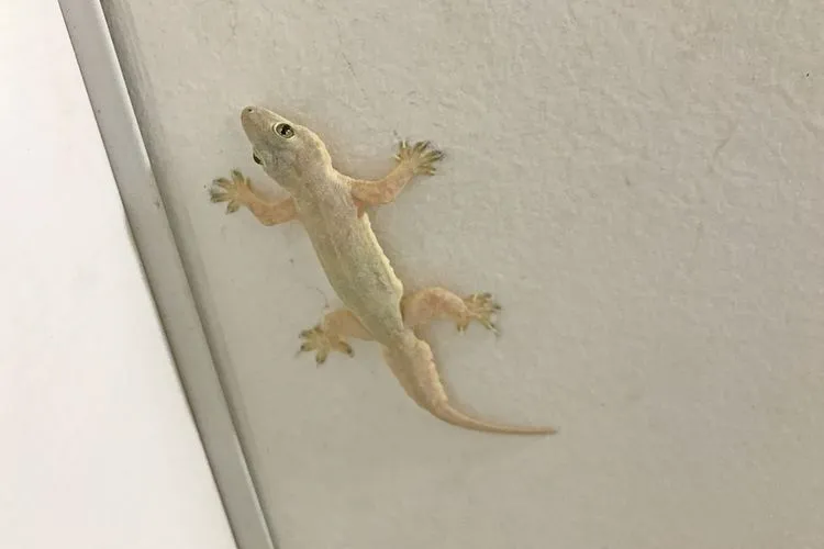 Cara Efektif Mengatasi dan Mencegah Kehadiran Cicak di Rumah dengan ...