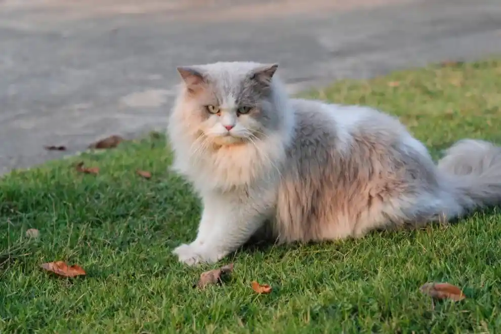 Mengenal Si Manis Persia Himalaya, Kucing Cantik Bermata Biru yang ...